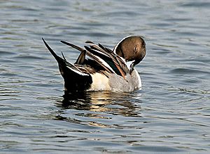 Northern Pintail Facts for Kids