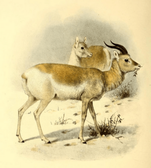 Mongolian gazelle Facts for Kids