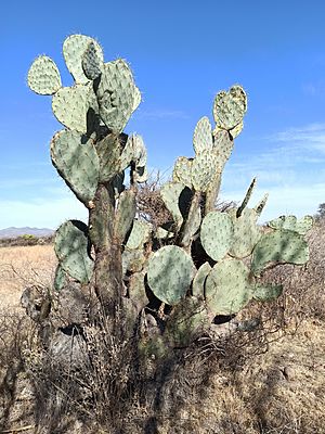 Wheel cactus Facts for Kids