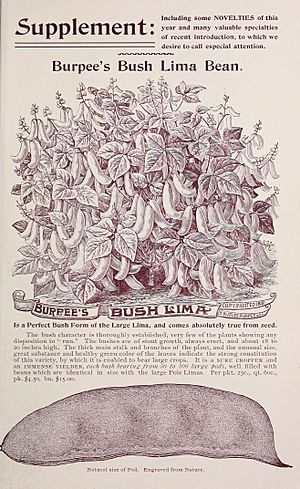 Lima bean Facts for Kids