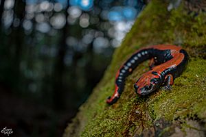 Lincoln's climbing salamander Facts for Kids