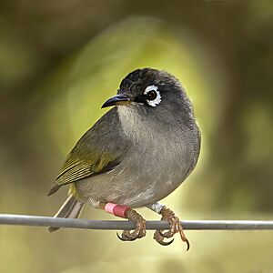 Mauritius olive white-eye Facts for Kids