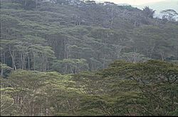 Ermera Municipality Facts for Kids