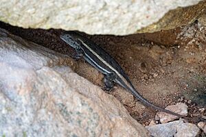 Striped plateau lizard Facts for Kids