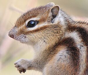 Siberian chipmunk Facts for Kids