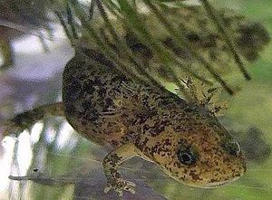 Salamander Facts for Kids