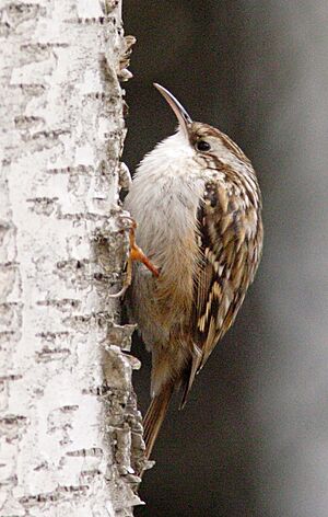 Short-toed treecreeper Facts for Kids