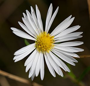 Symphyotrichum boreale Facts for Kids