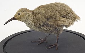 Chatham rail Facts for Kids