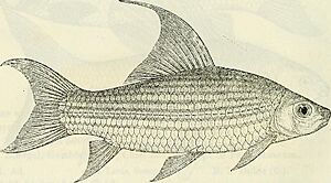 Rednose labeo Facts for Kids