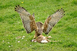 Swamp harrier Facts for Kids