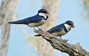 White-throated swallow Facts for Kids