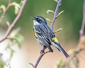 Yellow-rumped warbler Facts for Kids