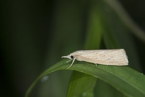 Asiatic rice borer Facts for Kids
