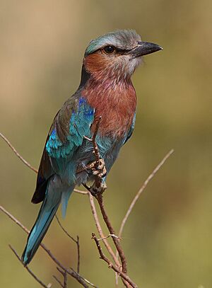 Lilac-breasted roller Facts for Kids