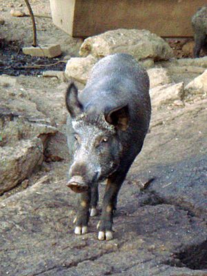Sarda pig Facts for Kids