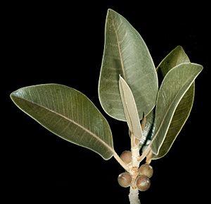 Desert fig Facts for Kids