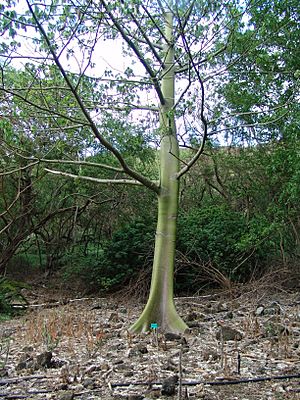 East African bombax Facts for Kids