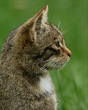 Wildcat Facts for Kids