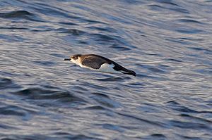 Little shearwater Facts for Kids