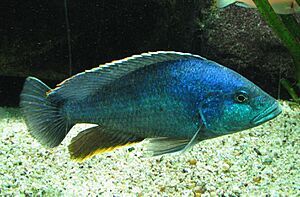 Nimbochromis polystigma Facts for Kids