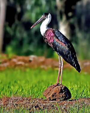 Asian woolly-necked stork Facts for Kids