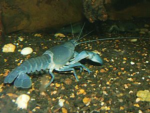 Common yabby for Kids