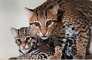 Ocelot Facts for Kids
