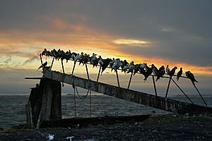 Tern Island (Hawaii) Facts for Kids