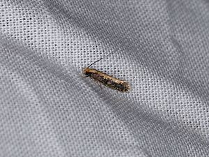 Pale-backed clothes moth Facts for Kids