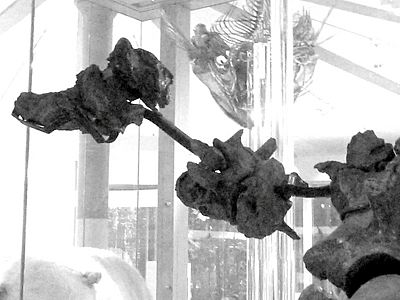 Armley Hippo Facts for Kids