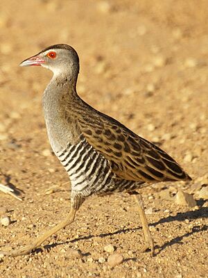 African crake Facts for Kids