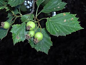 Frosted hawthorn Facts for Kids