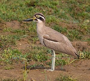 Great stone-curlew Facts for Kids