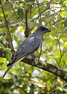 Large cuckooshrike Facts for Kids