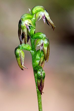 Sharp midge orchid Facts for Kids