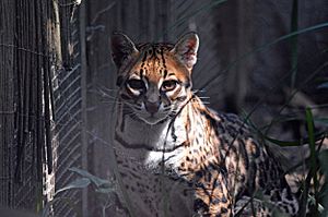 Ocelot Facts for Kids