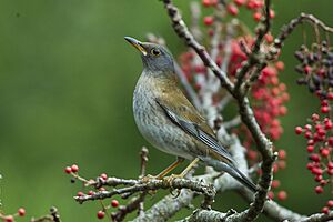 Pale thrush Facts for Kids