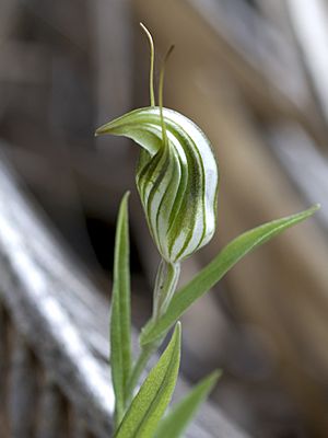 Green-veined shell orchid Facts for Kids