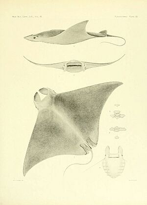 Lesser devil ray Facts for Kids