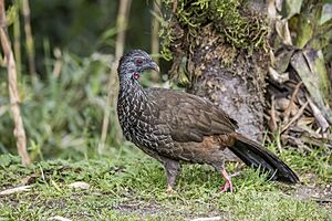Andean guan Facts for Kids
