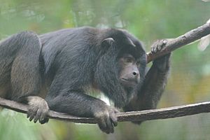 Black howler Facts for Kids