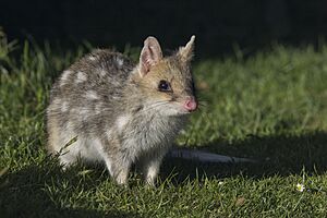 Quoll Facts for Kids