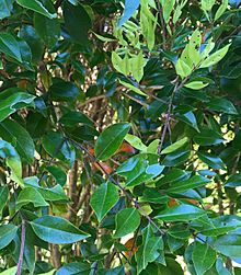 Bartlett's rātā Facts for Kids