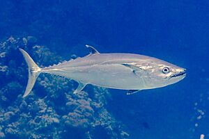 Dogtooth tuna Facts for Kids