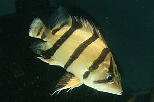 Mekong tiger perch Facts for Kids