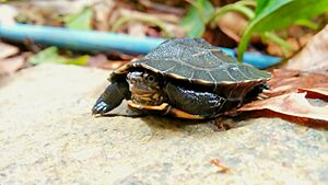 Indian black turtle Facts for Kids