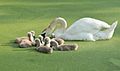 Mute swan Facts for Kids