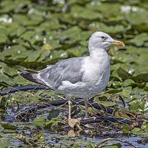 Caspian gull Facts for Kids