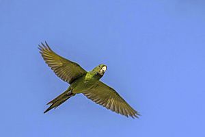 Pacific parakeet Facts for Kids